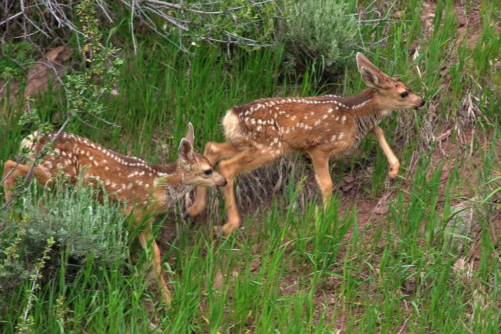Wildlife Roundtable: What does it mean to respect wildlife? | VailDaily.com